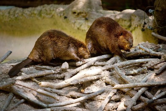 Real Life “Angry Beaver” Bit & Killed Man (GRAPHIC PHOTOS) | Global Grind