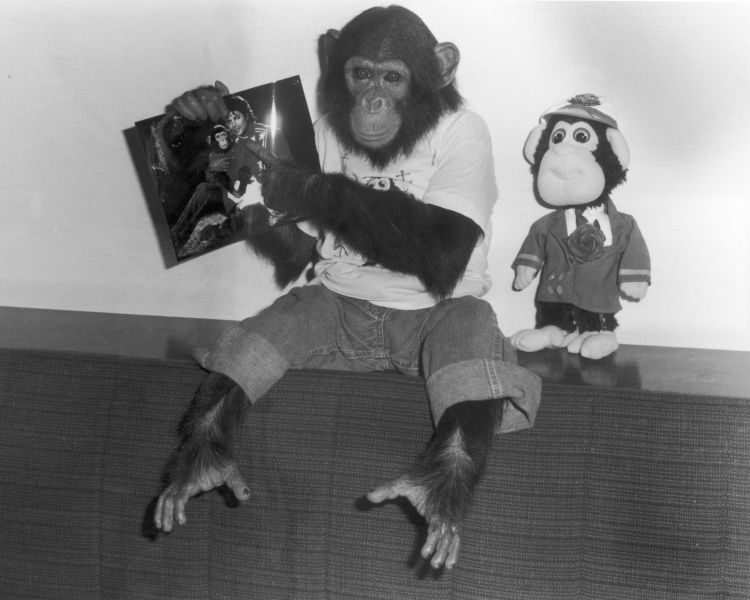 The 10 Most Famous Monkeys Of All Time (PHOTOS) | Global Grind