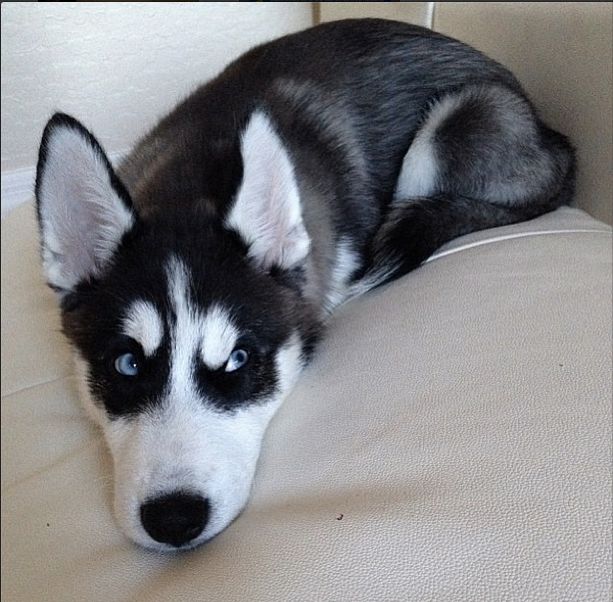 30 Pictures Of Riff Raff’s Best Friend, His Dog Jody Husky (PHOTOS ...