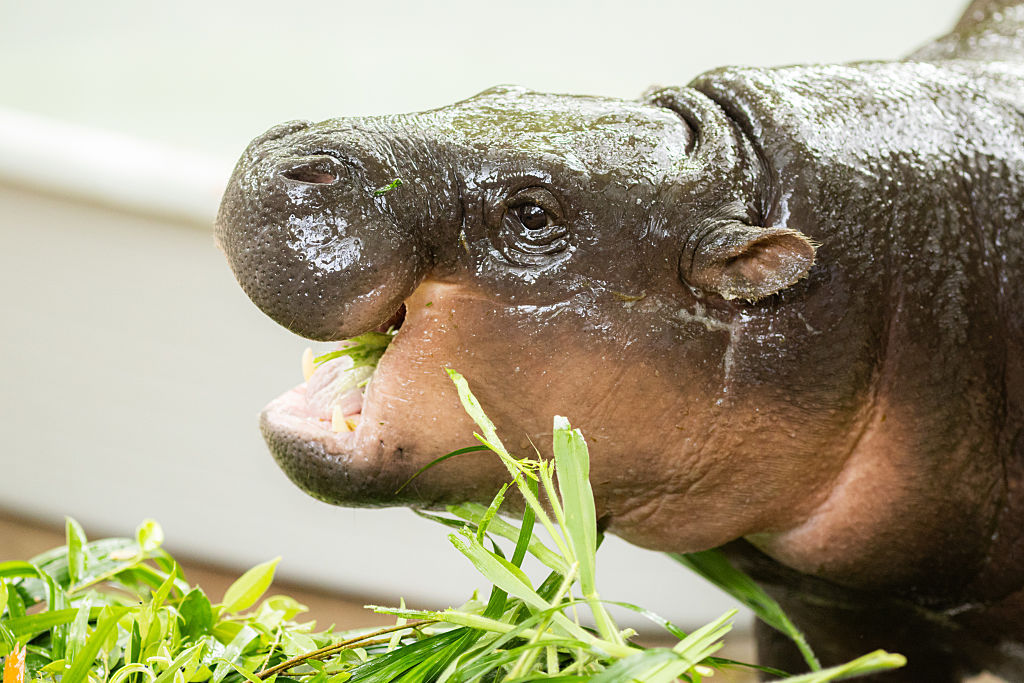 The Most Famous Animals Who Got More Attention Than Humans