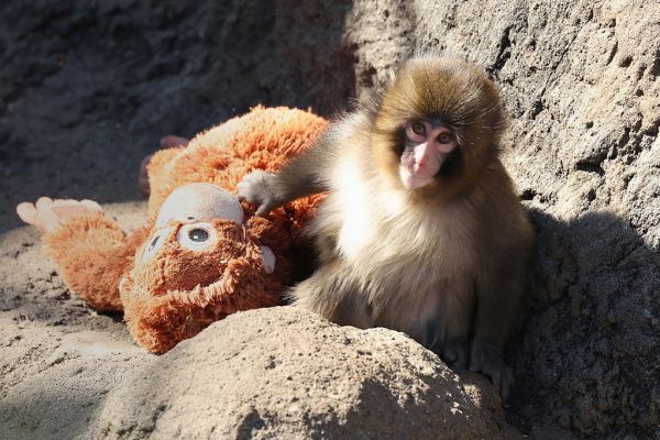 The Most Famous Animals Who Got More Attention Than Humans
